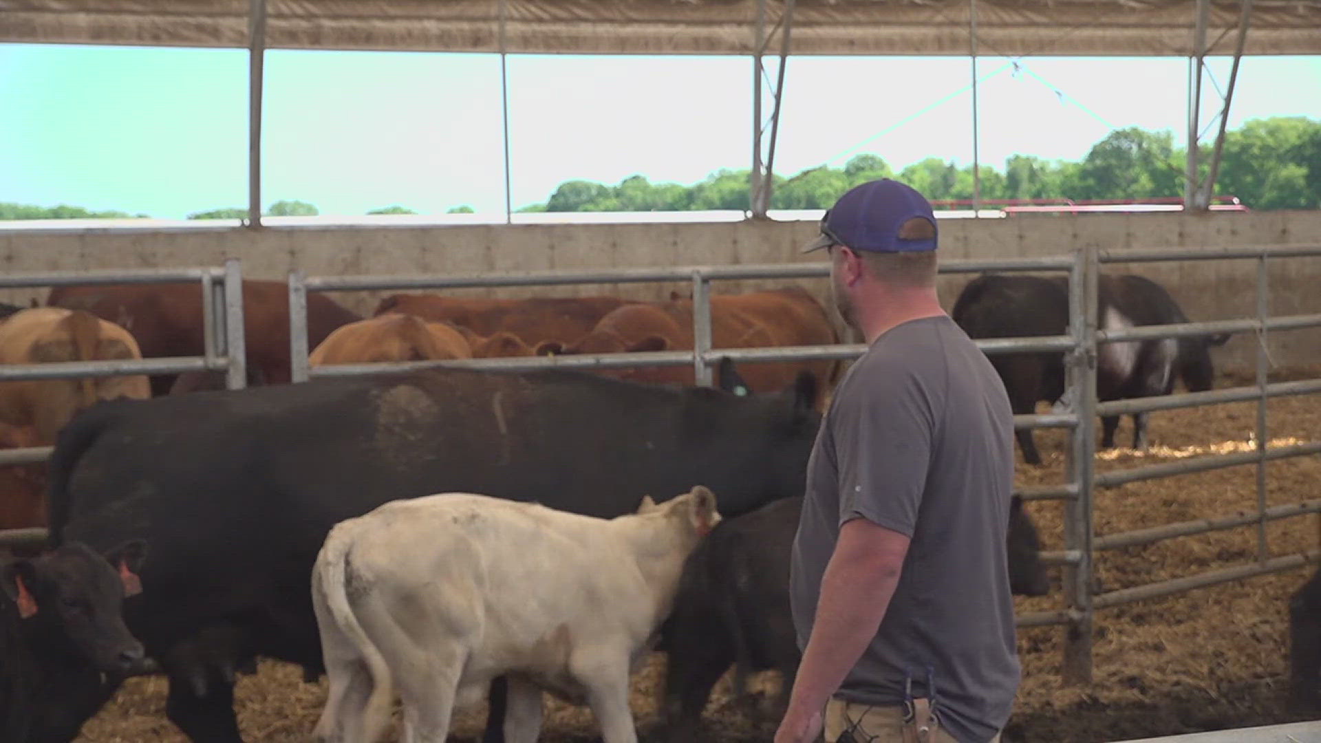 Beef cattle disease case confirmed in southeast Iowa: What farmers ...