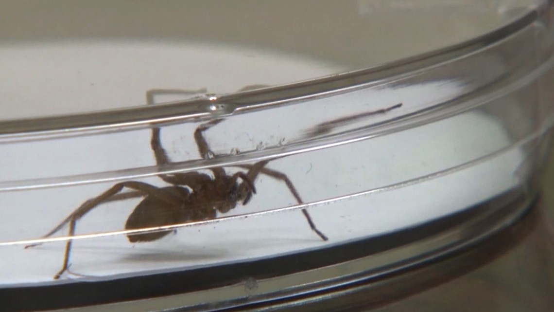 House infested by thousands of brown recluse spiders | wqad.com