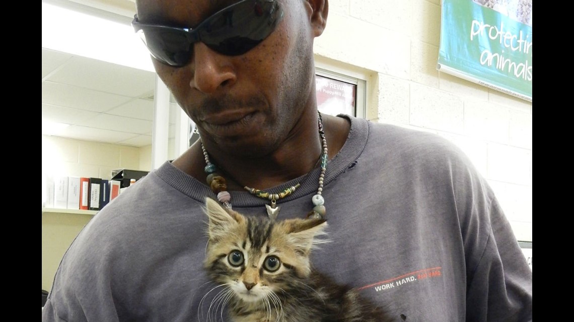 Man takes extraordinary action to save a kitten | wqad.com