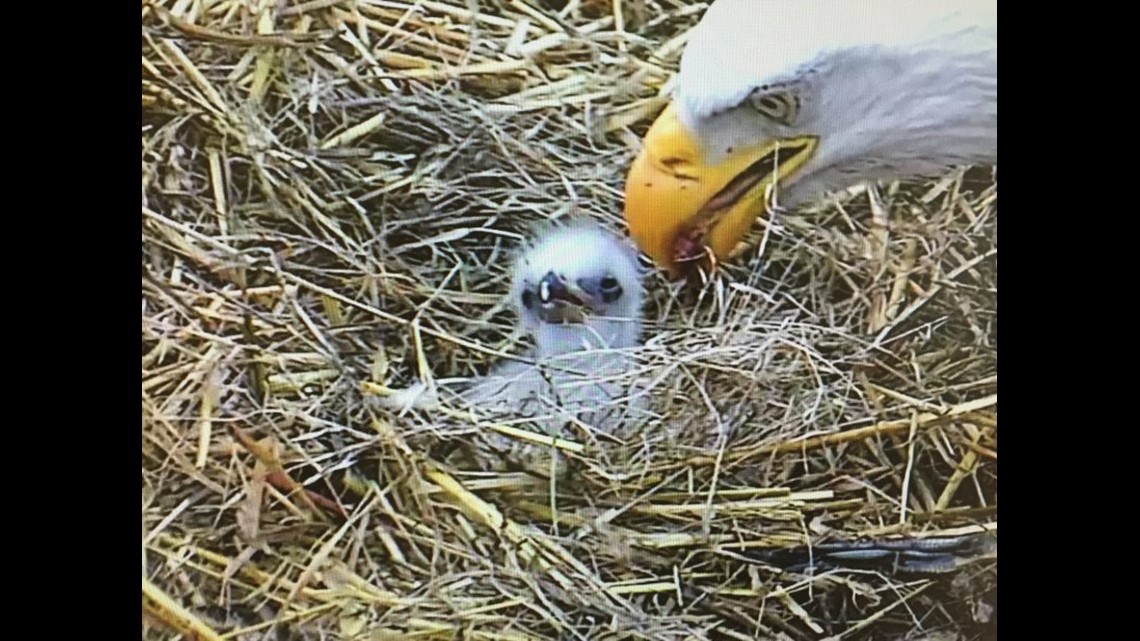 Two eaglets hatch in nest at Arconic | wqad.com