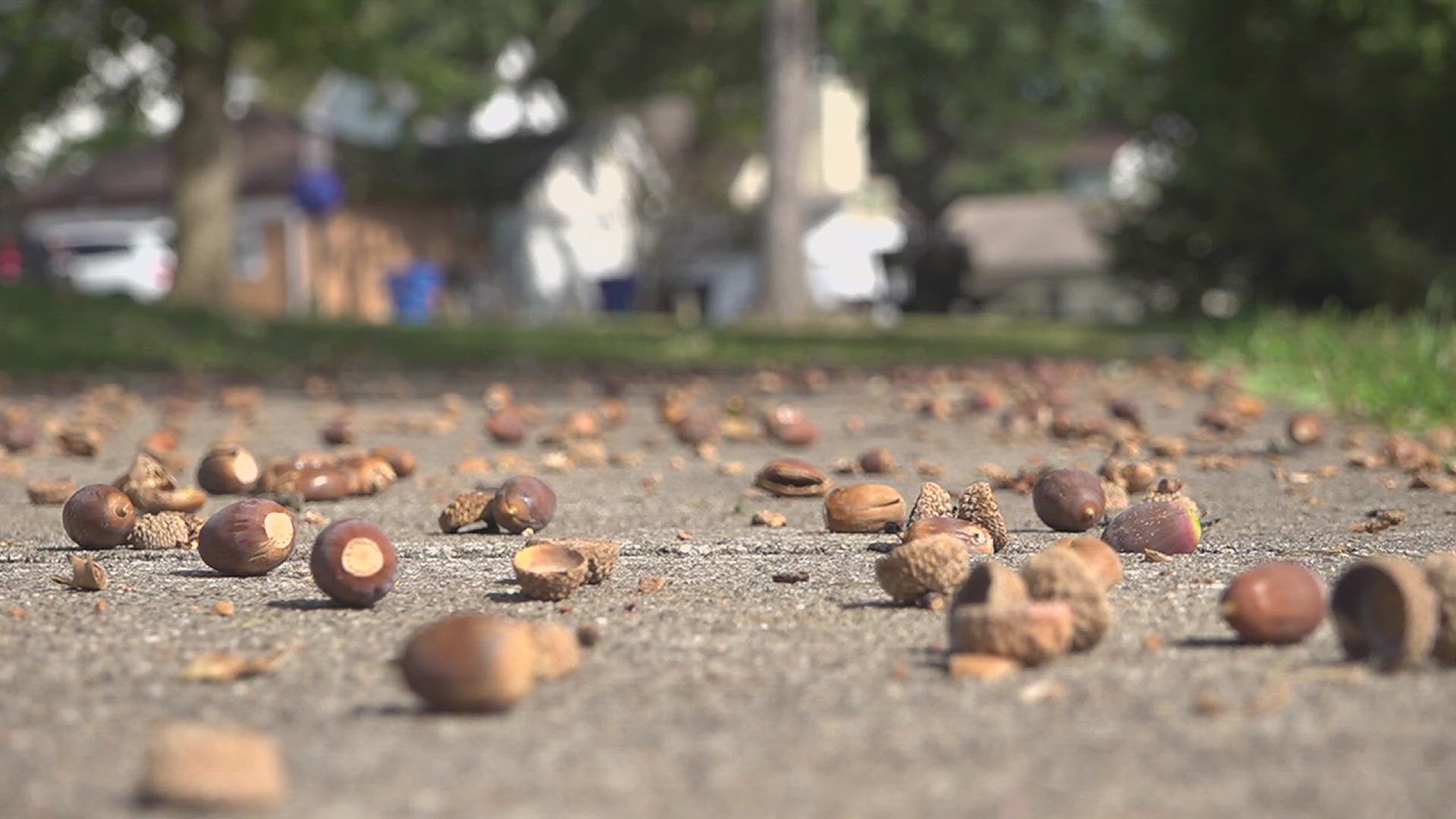 Why oak trees are dropping so many acorns right now | wqad.com