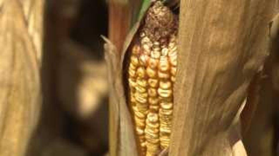 Munson Hybrids growing with the 2013 corn harvest | wqad.com