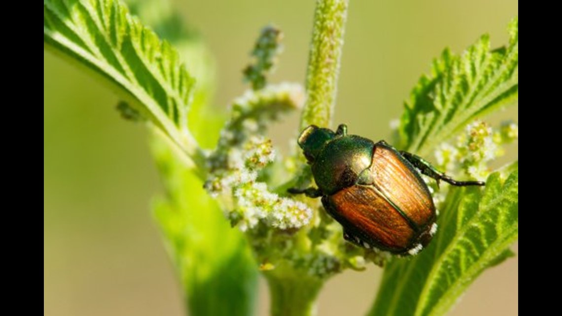 A warm March means you might see an early hatching of bugs, but they ...