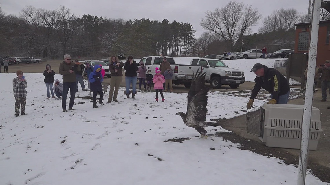 Eagle released back into wild after efforts of wildlife rescue | wqad.com