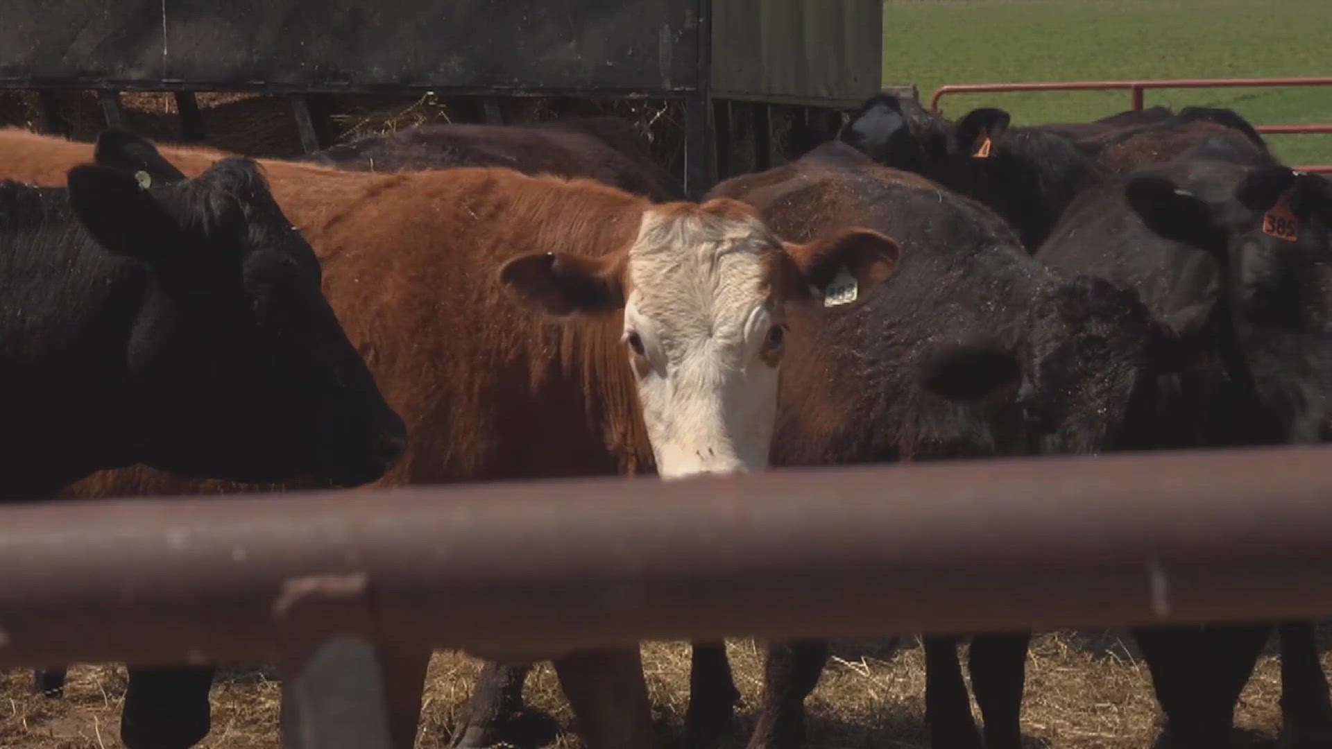 Family farm owner to donate his land to help beginning farmers | wqad.com