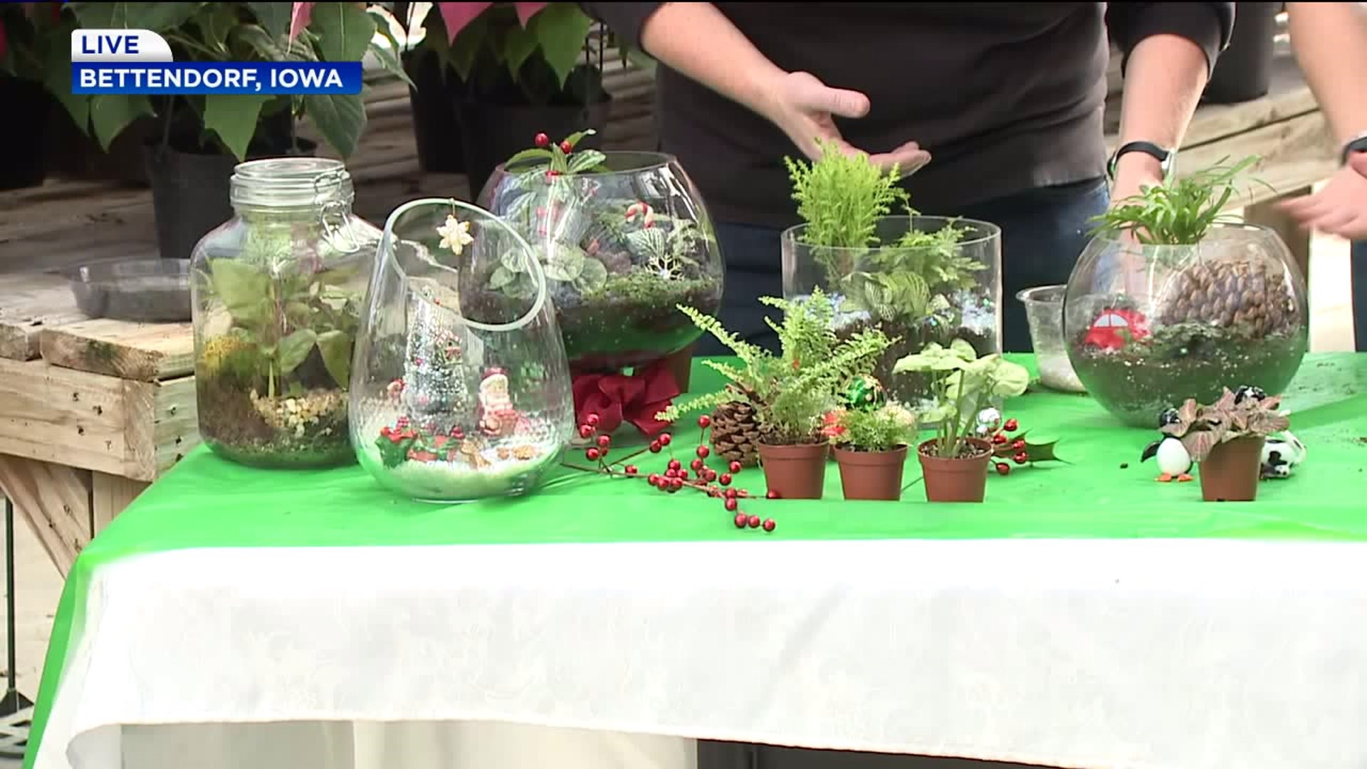 NAILED IT OR FAILED IT: Wallace’s Show Us How to Make a Terrarium as a ...