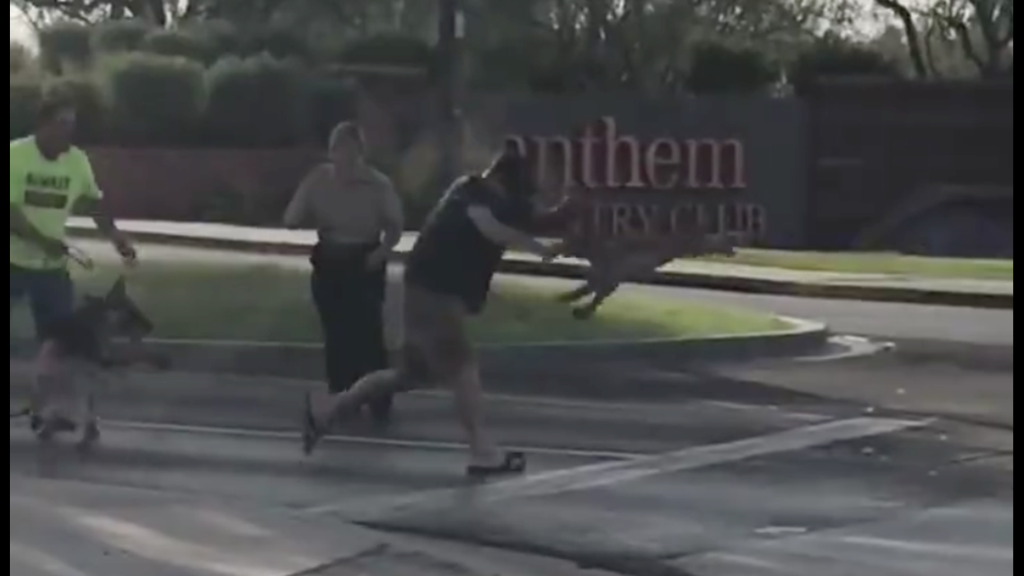 Video shows bobcat attack man, German shepherd on Arizona street | wqad.com