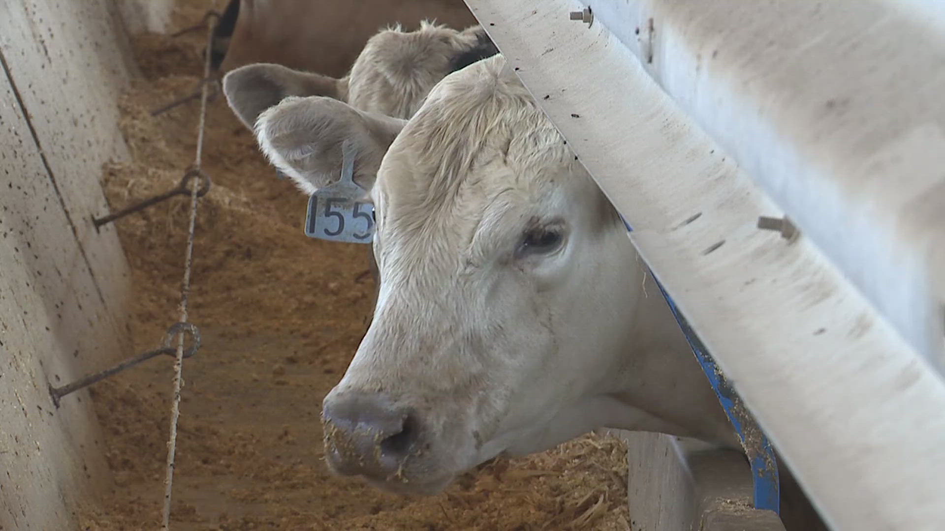Livestock-industry expert discusses low cattle number impact | wqad.com