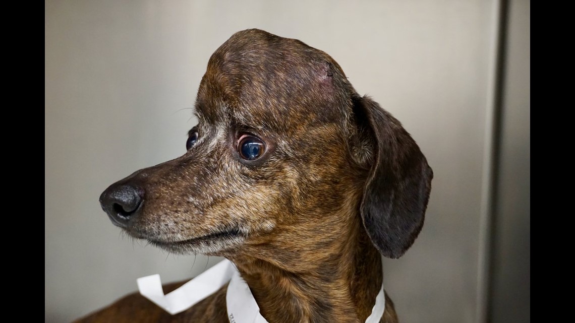 Dog Gets 3D printed Skull After Vet Removes Massive Tumor Wqad Dog Gets 3D printed Skull After Vet Removes Massive Tumor Wqad