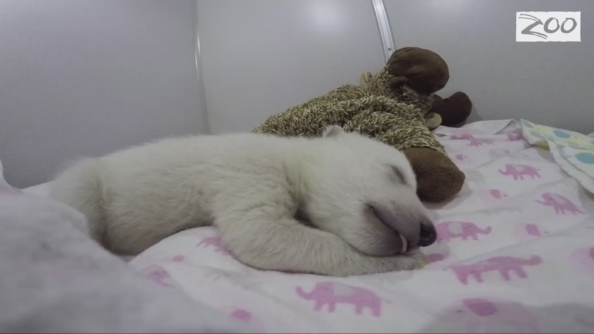 Adorable baby polar bear snores, cuddles with stuffed animal | wqad.com