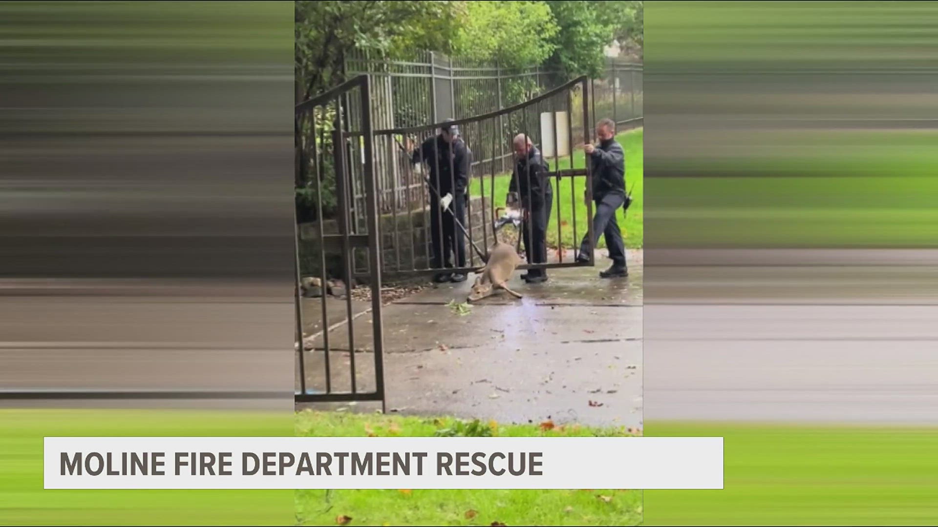 Moline police rescue deer trapped in a fence | wqad.com