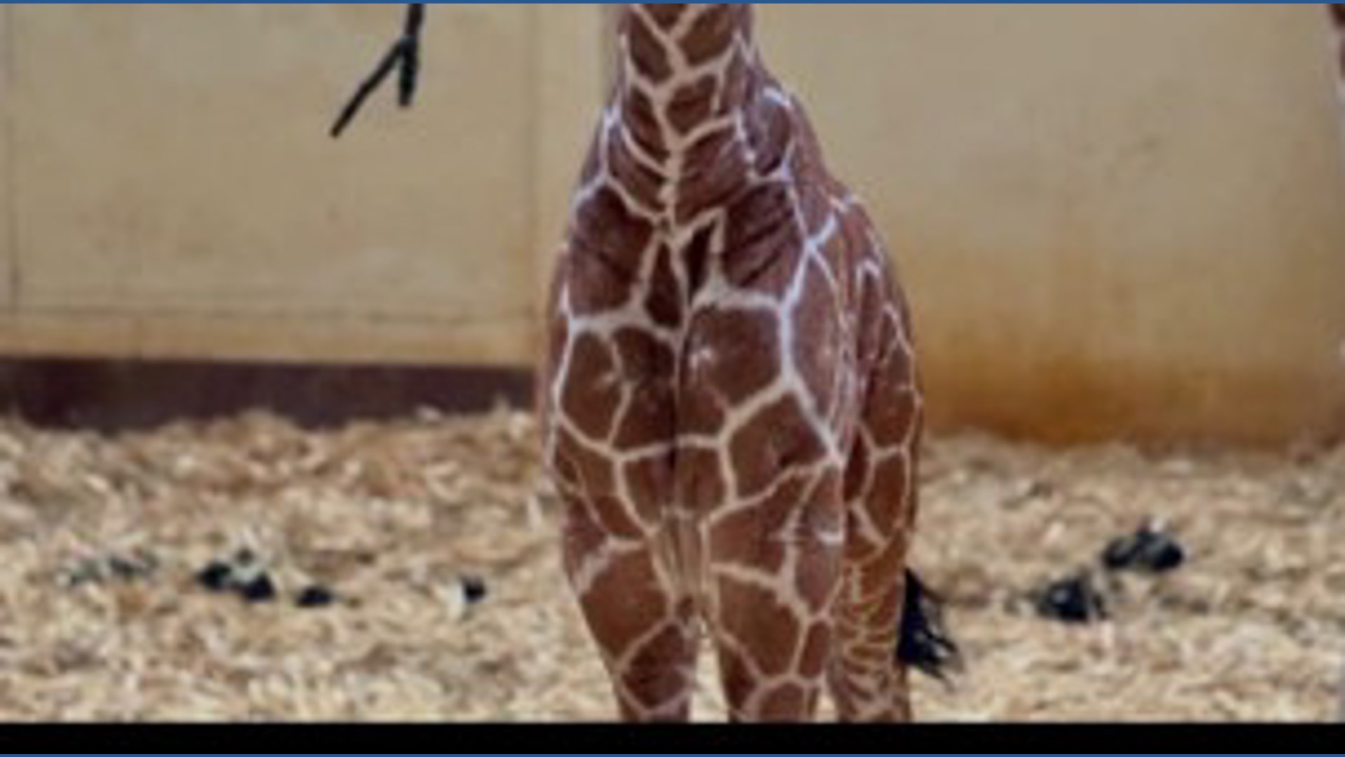 Second endangered giraffe calf born at UK zoo | wqad.com