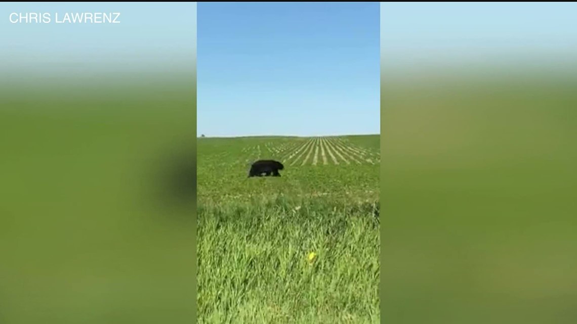 Black bear spotted in Clinton County trades north woods for Iowa ...