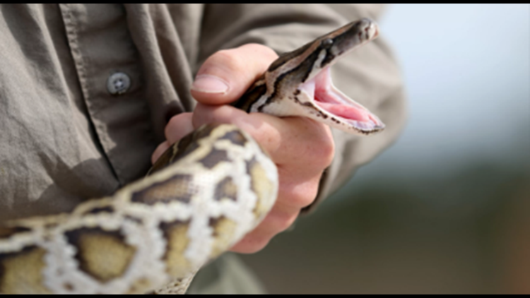 106 Burmese Pythons caught in the Everglades, will be made into ...