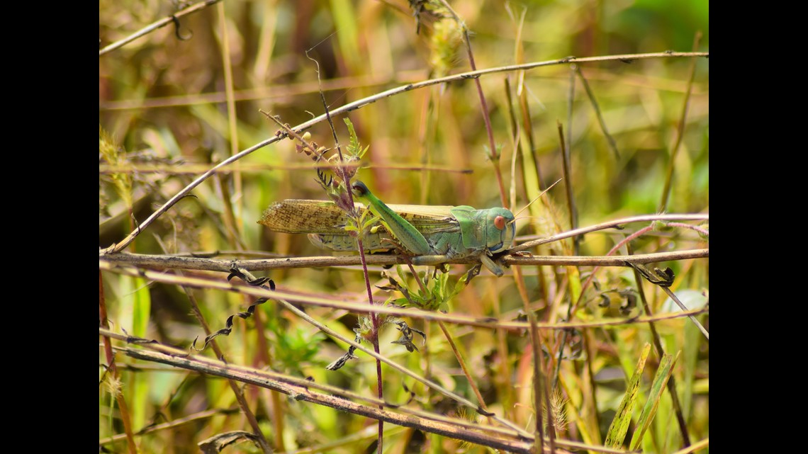 East Africa is suffering its worst invasion of desert locusts in 25 ...