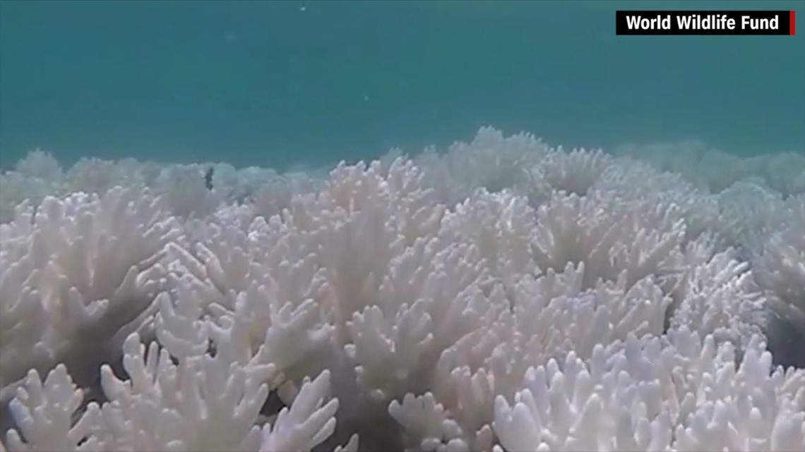 Study: Over 90% of Great Barrier Reef suffering from coral bleaching ...