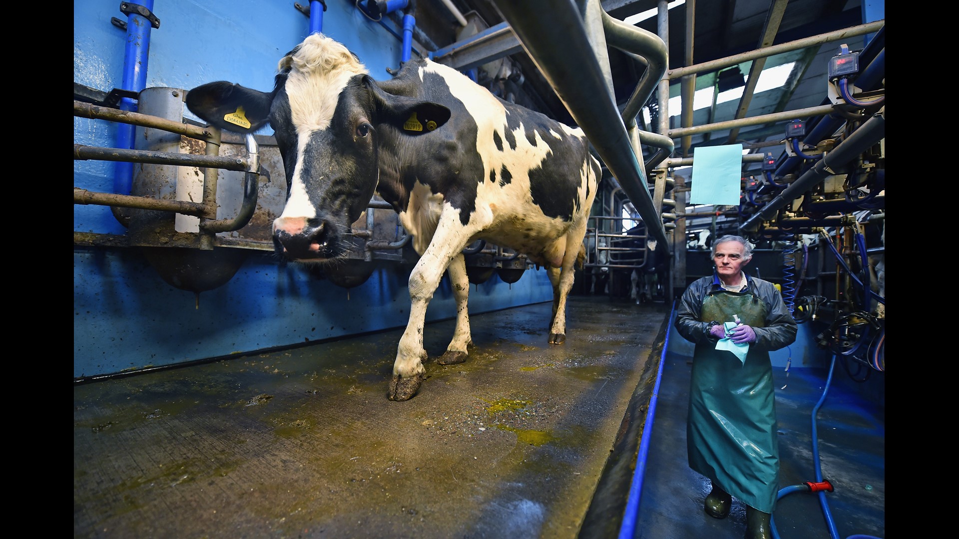 The Eric Factor: Do cows really contribute to a warming climate? | wqad.com