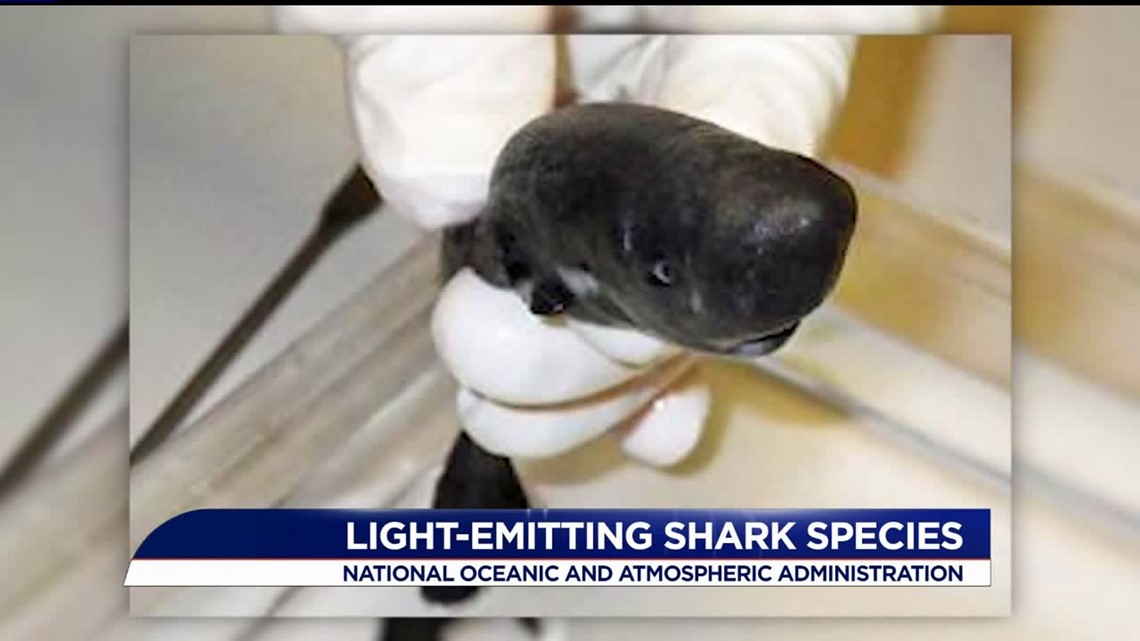 Scientists discovered a new species of tiny sharks that glow in the dark | wqad.com