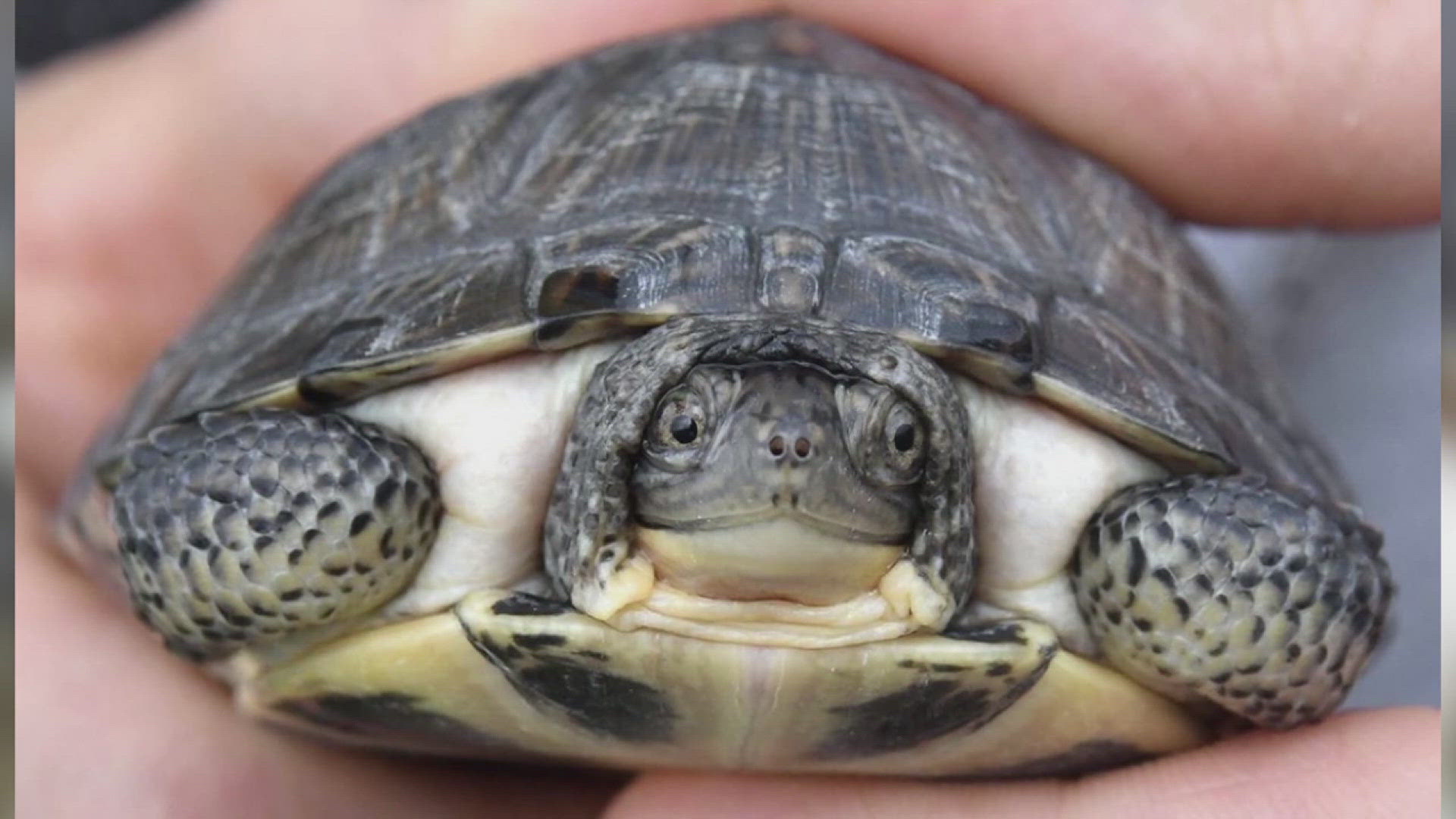 Nahant Marsh marks World Turtle Day with turtle research | wqad.com