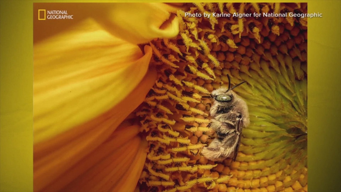 National Geographic's top 25 photos of 2025 | wqad.com