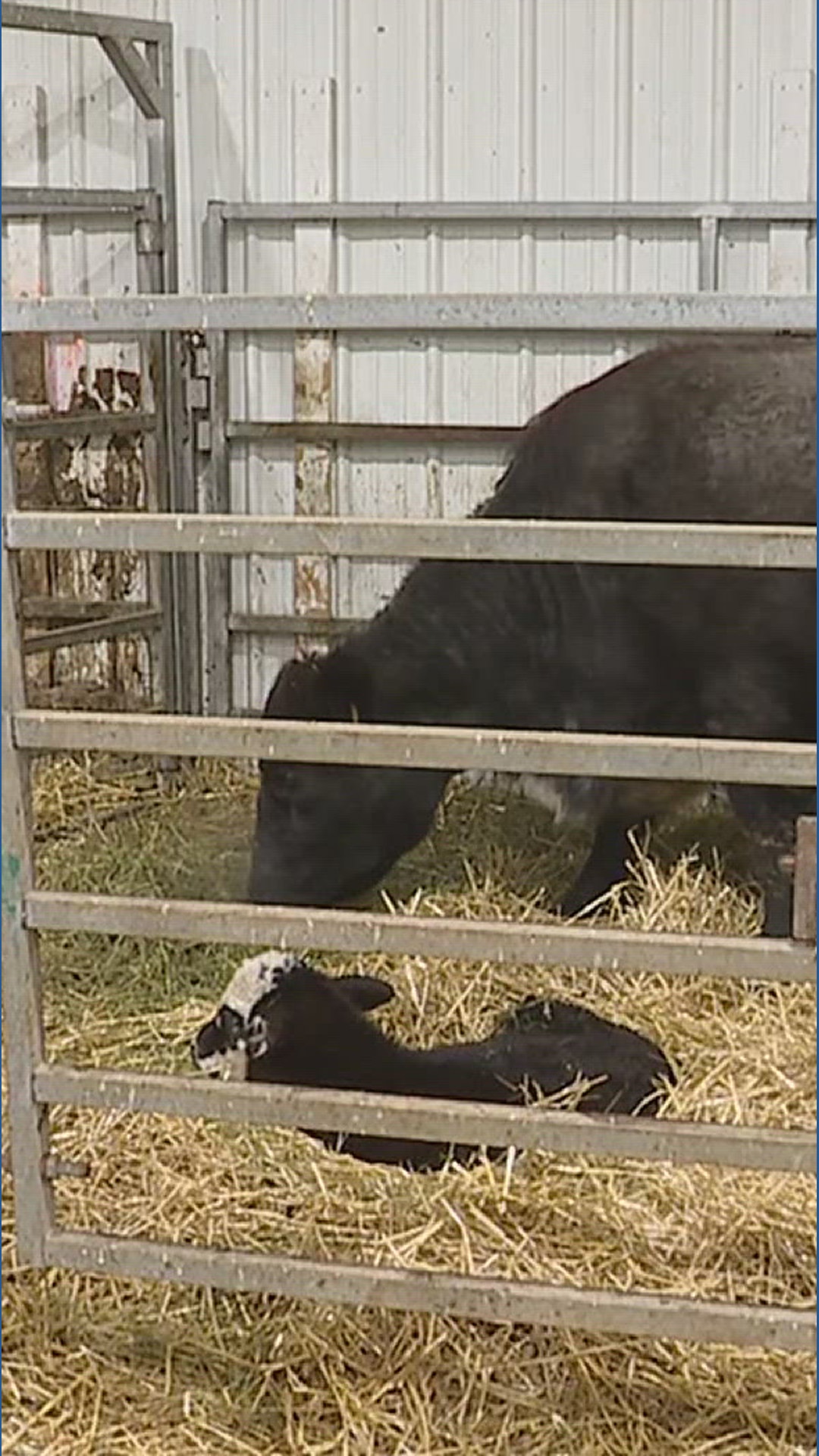 How farmers navigate bitterly cold temperatures during calving season ...