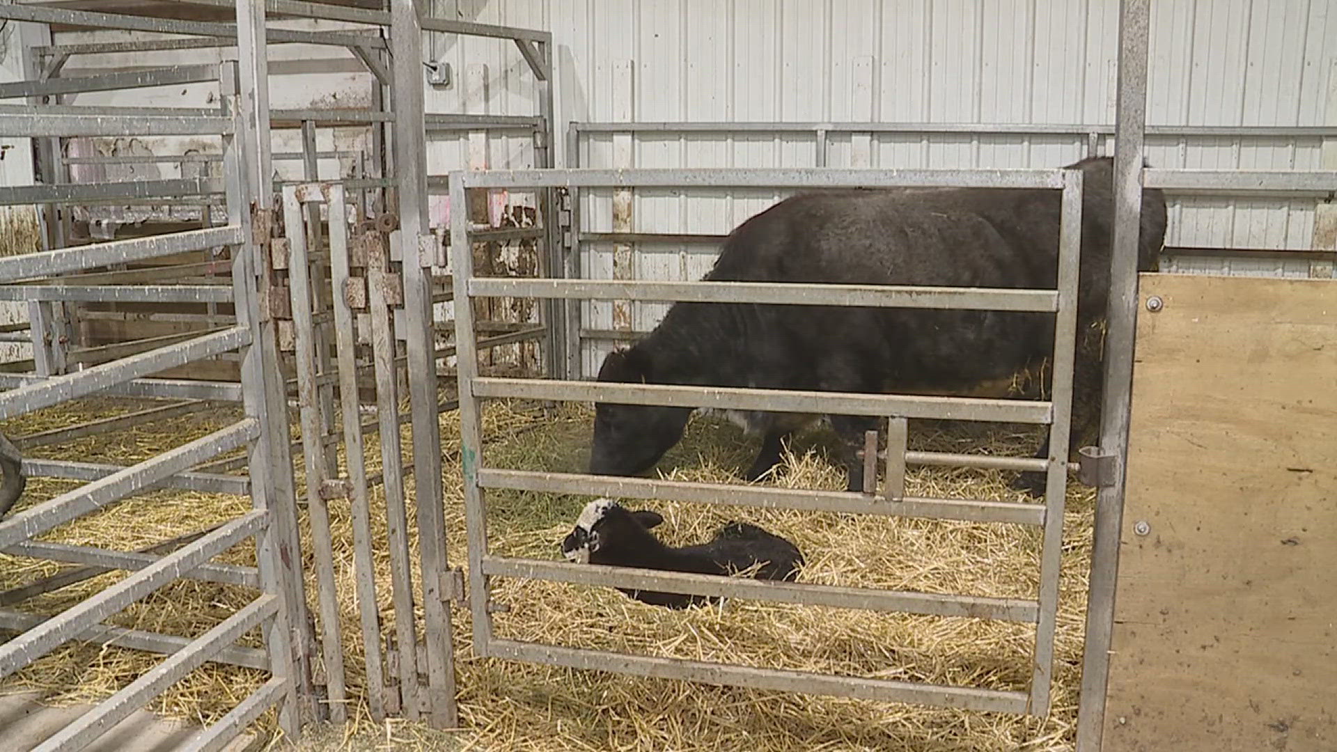 How farmers navigate bitterly cold temperatures during calving season ...