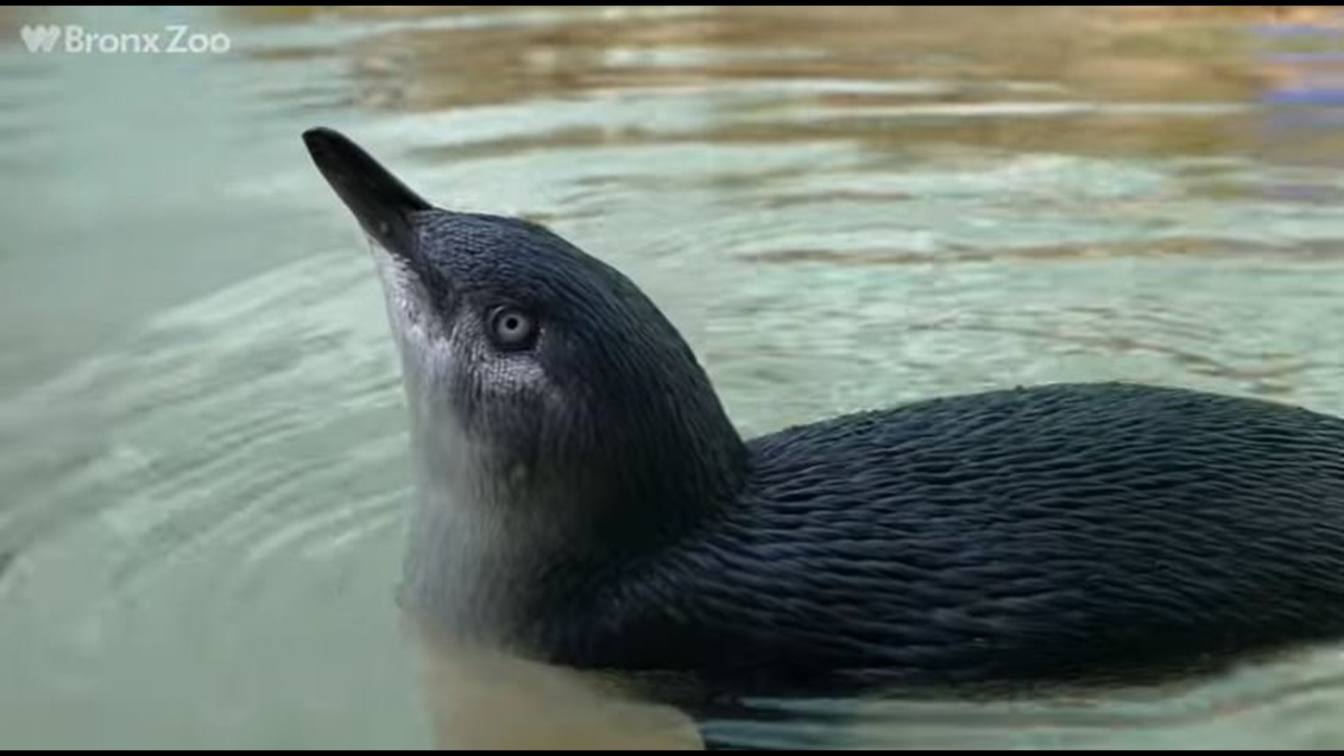 First Litte Penguin born at Bronx Zoo in 120 years | wqad.com