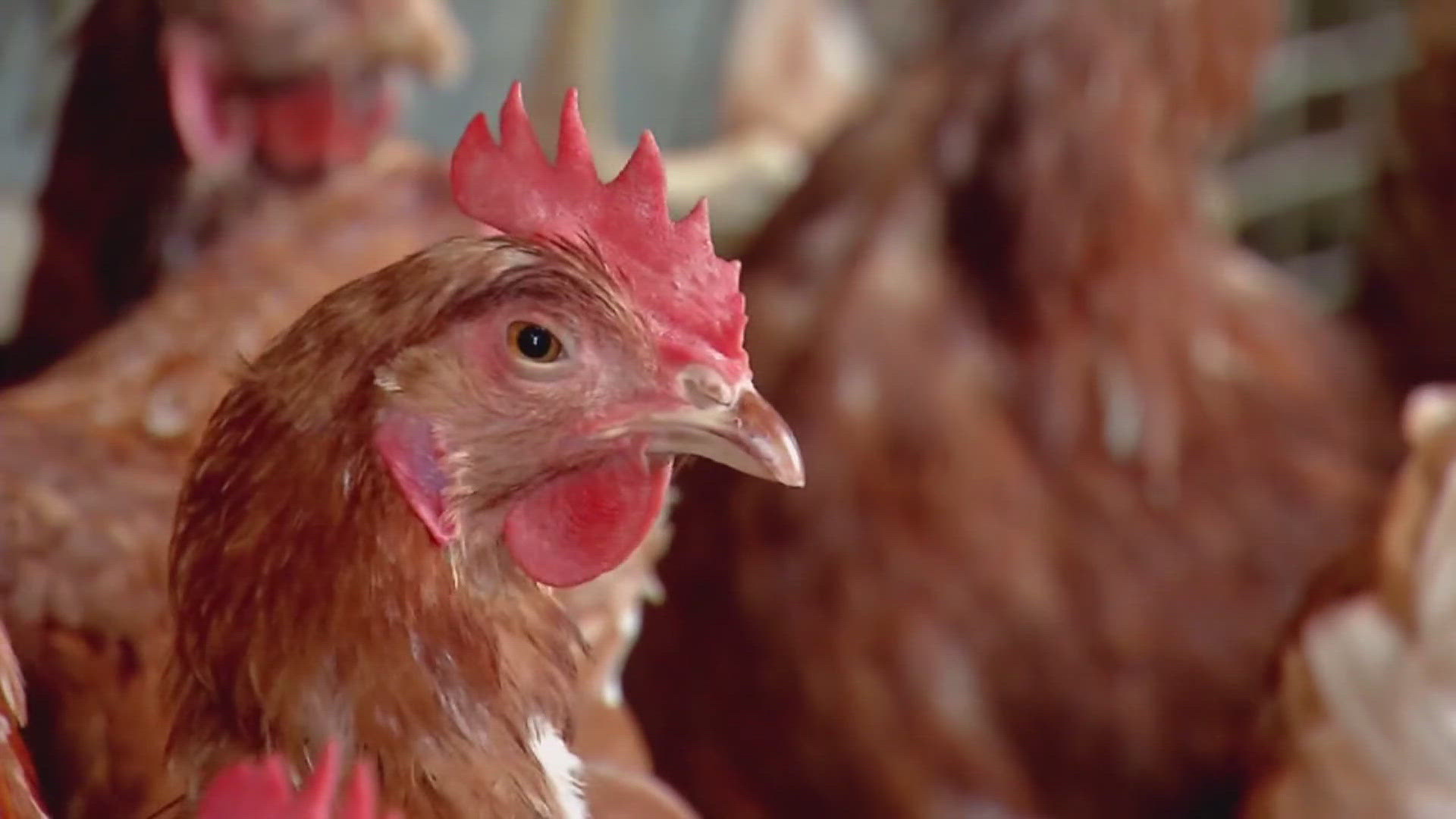Tracking latest bird flu cases detected in rural Iowa farms | wqad.com
