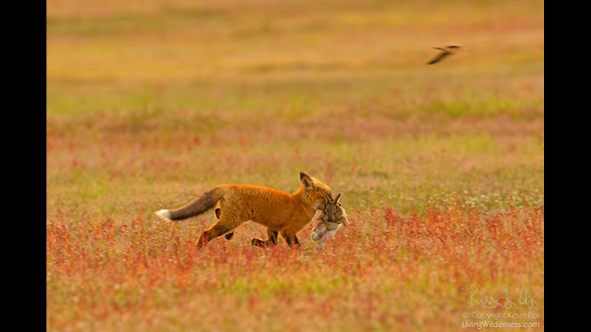 Midair battle between fox and eagle over rabbit caught on video | wqad.com