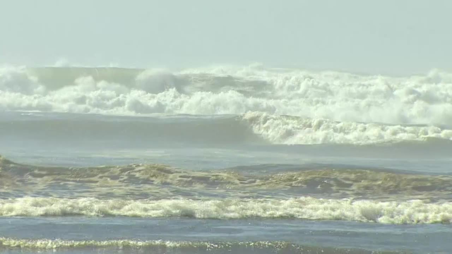 ‘Goopy, mushy’ creatures invade Pacific Northwest beaches | wqad.com