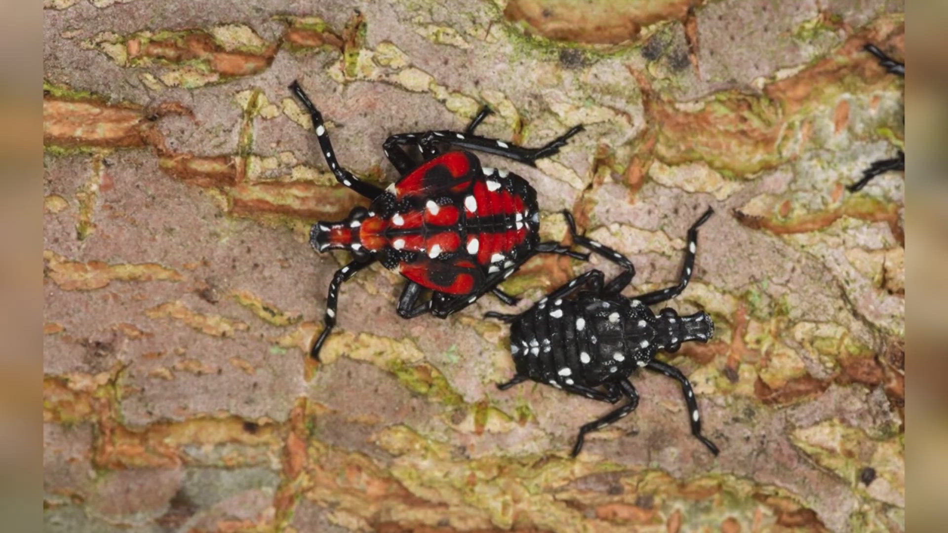 Spotted lanternfly found in southeast Iowa | wqad.com