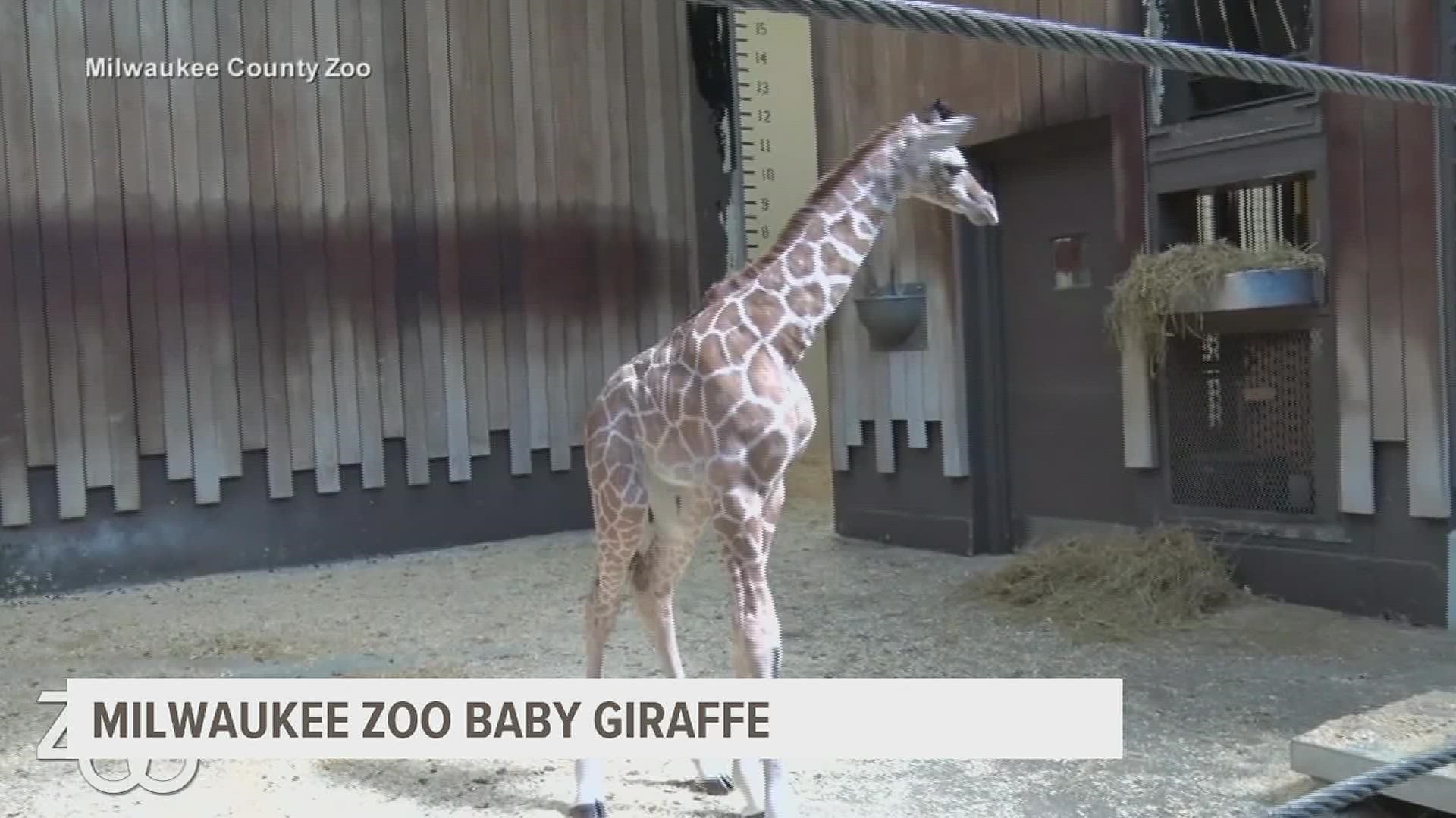 TRENDING: Milwaukee zoo welcomes baby giraffe, Platinum Jubilee comes ...