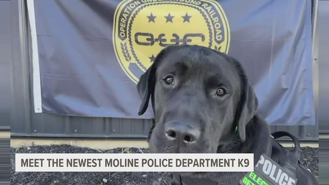 Moline Police Department welcomes new K9 unit | wqad.com