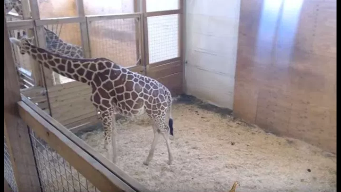 ‘Giraffe Cam’ to be taken down after April suffers leg injury | wqad.com