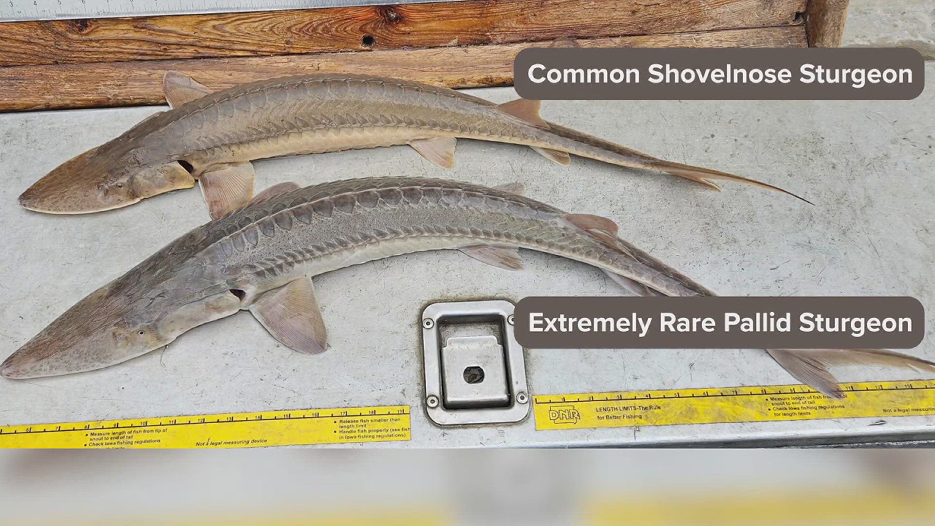 Endangered pallid sturgeon found in Iowa’s Des Moines River for first ...
