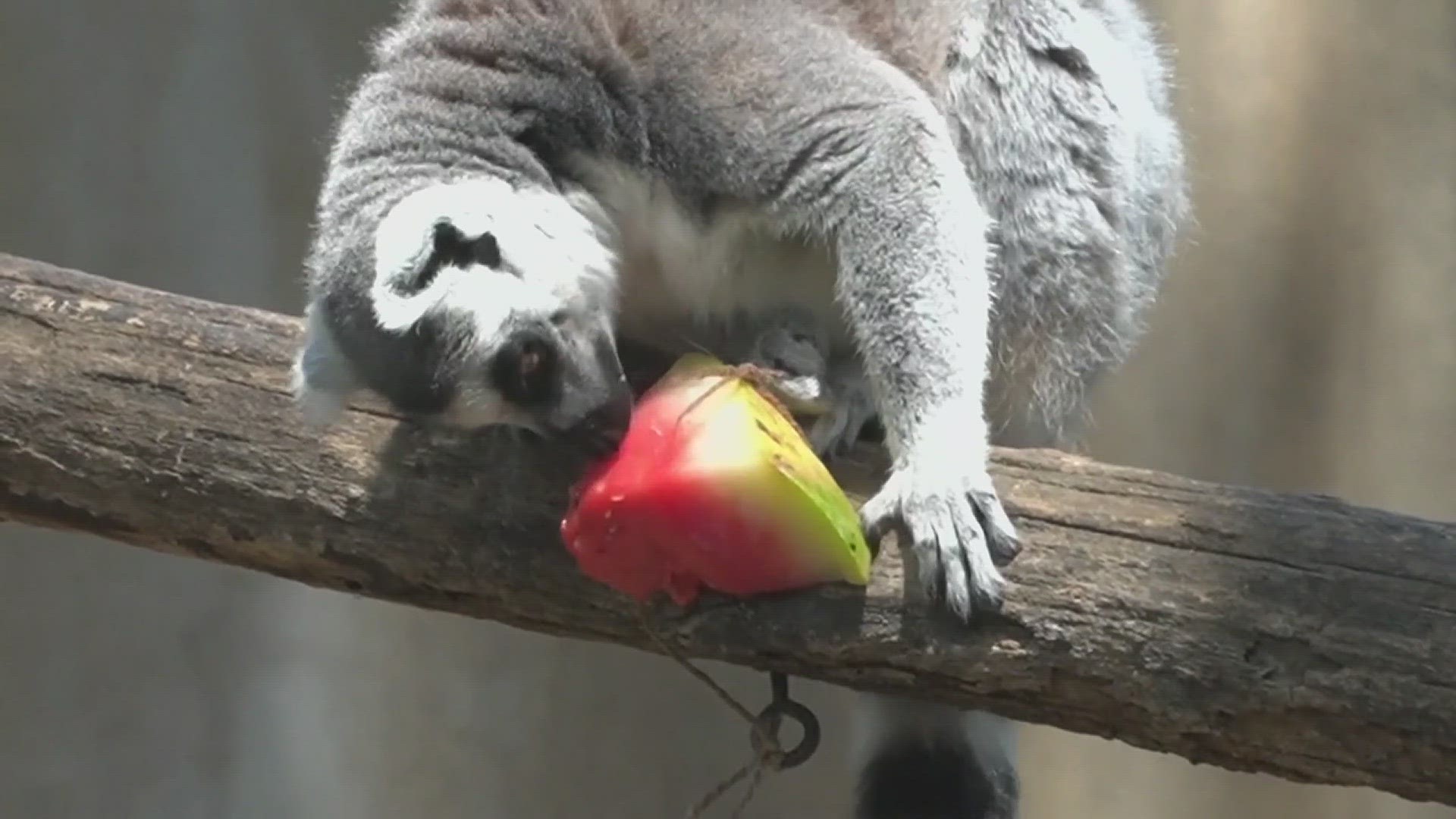 Rome Zoo keeps its animals cool with popsicles, fans and sprinklers as ...