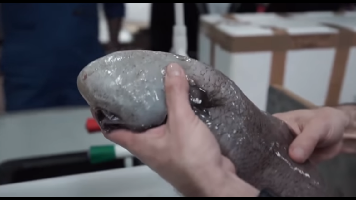 Bizarre fish found in Australia has no face | wqad.com