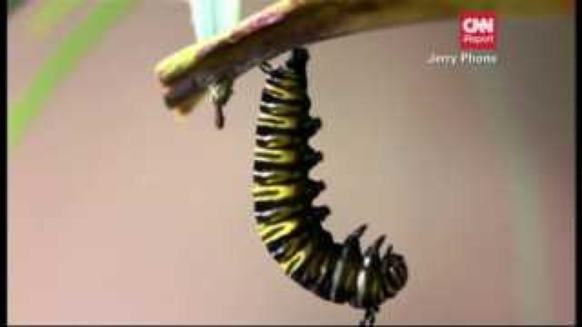 Caterpillar creates, enters cocoon | wqad.com