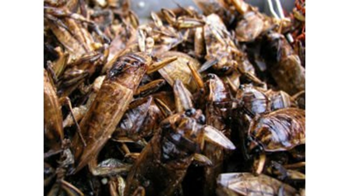 Florida man dies after winning roach-eating contest | wqad.com