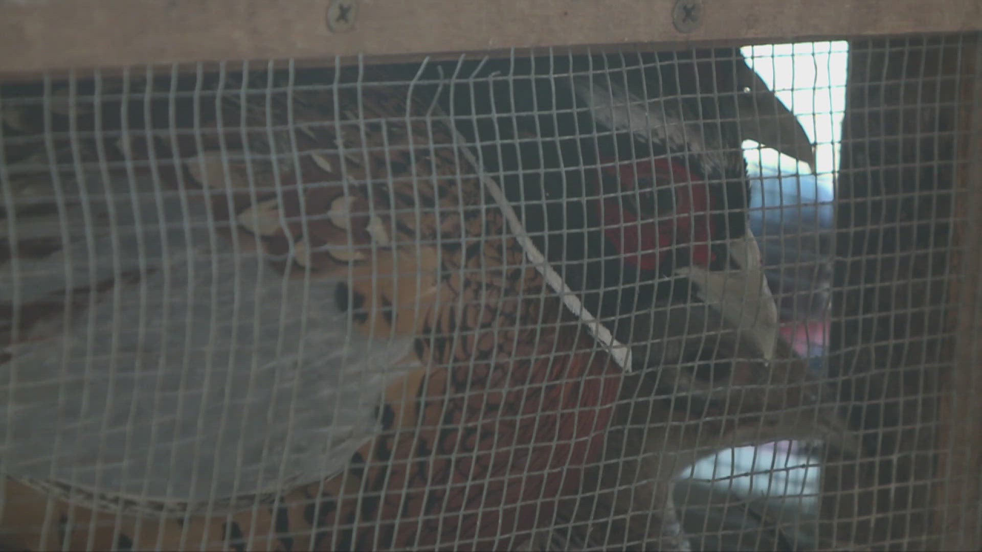 Pheasant populations soar ahead of Iowa’s historic 100th hunting season ...