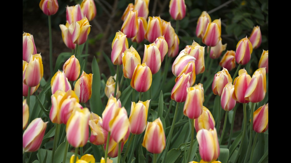 Poll: Tulips might replace roses as the flower of love | wqad.com