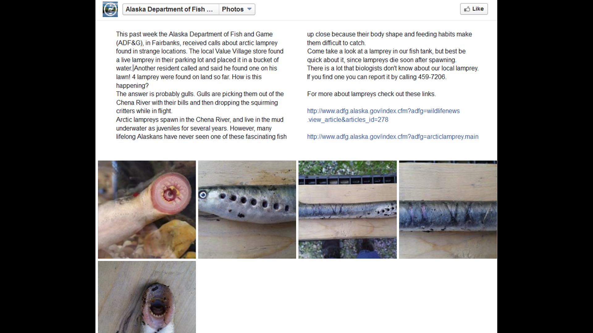 Rare and peculiar fish found in strange locations in Alaska | wqad.com