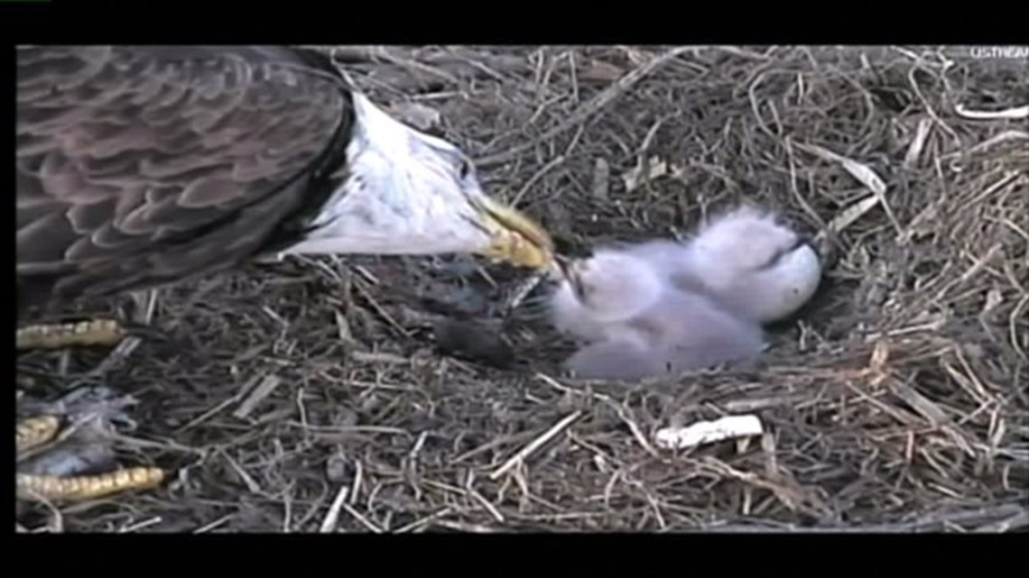 Third eaglet hatches at Decorah Eagles’ Nest | wqad.com