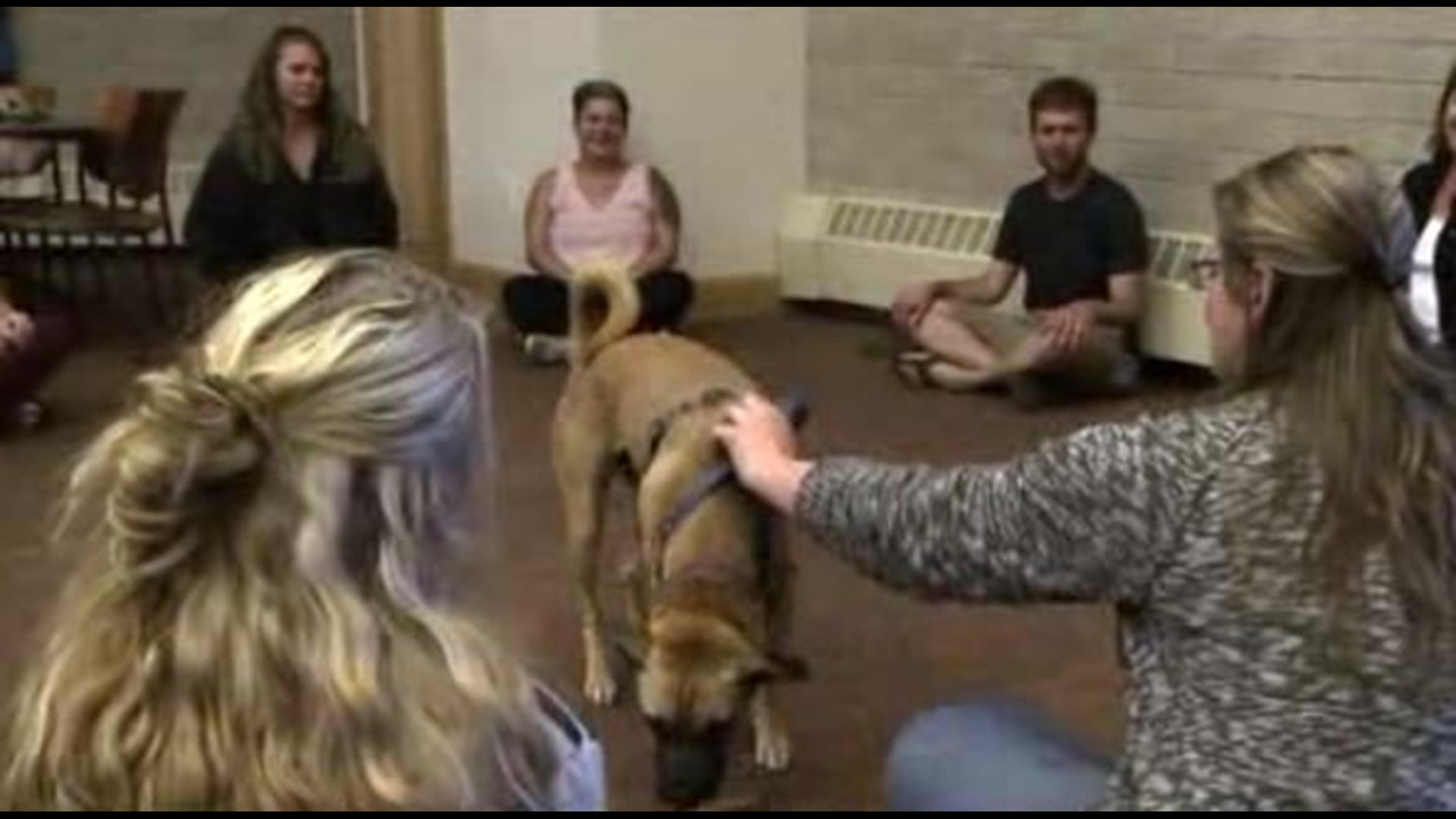 Denver college students learn with dogs in the classroom | wqad.com