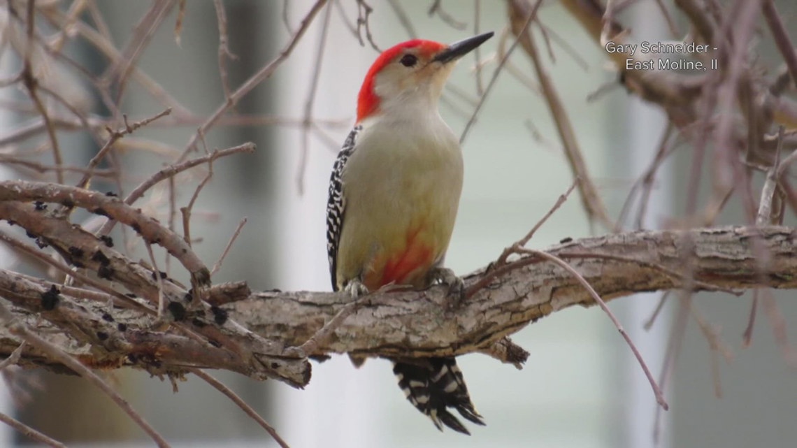 Top animal photos, videos of 2025: Year in Review | wqad.com