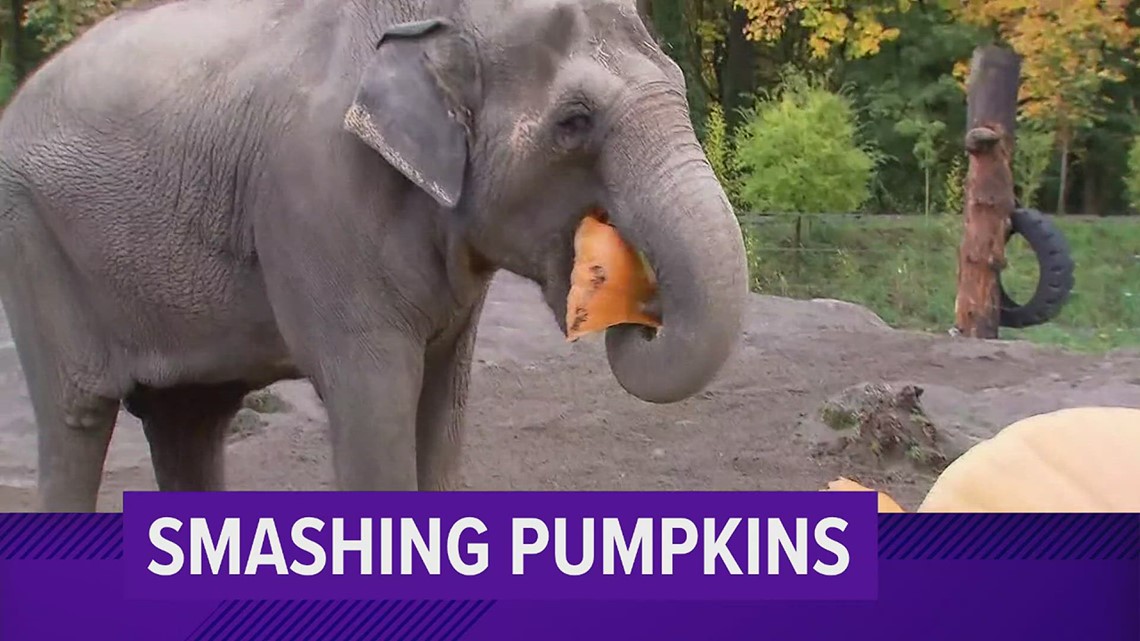 Elephants smash pumpkins at Oregon zoo | wqad.com