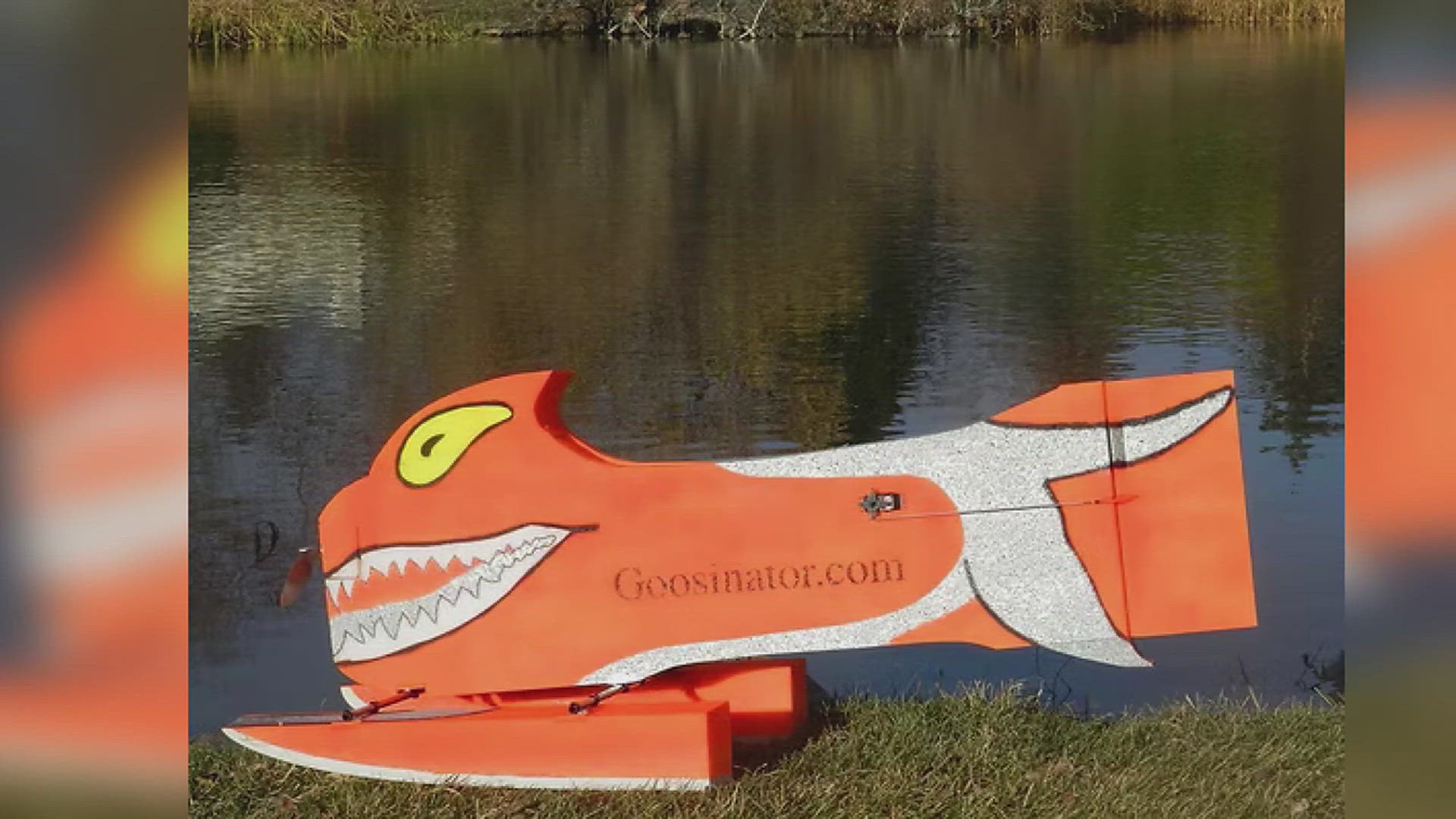 Moline to deploy 'Goosinator' to help keep geese out of local parks ...