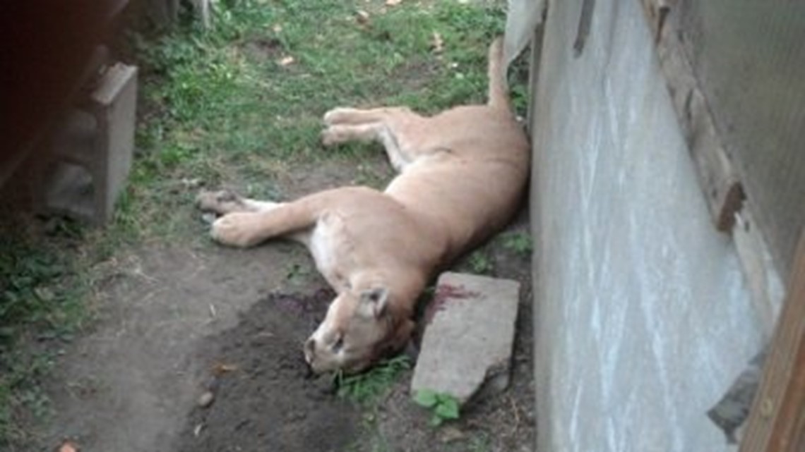 Photos: Mountain lion shot by Des Moines Police | wqad.com