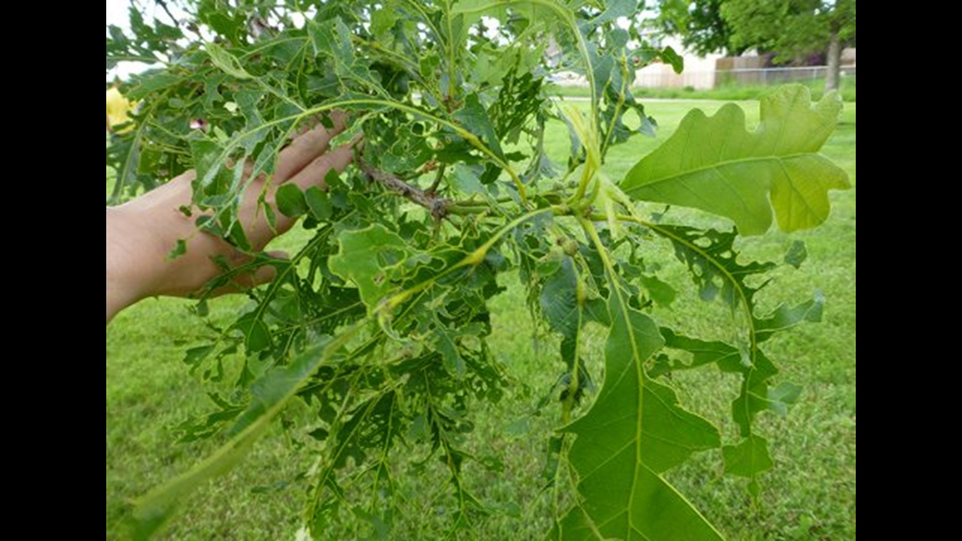 Oak trees suffering “tatters” in Iowa and Illinois | wqad.com