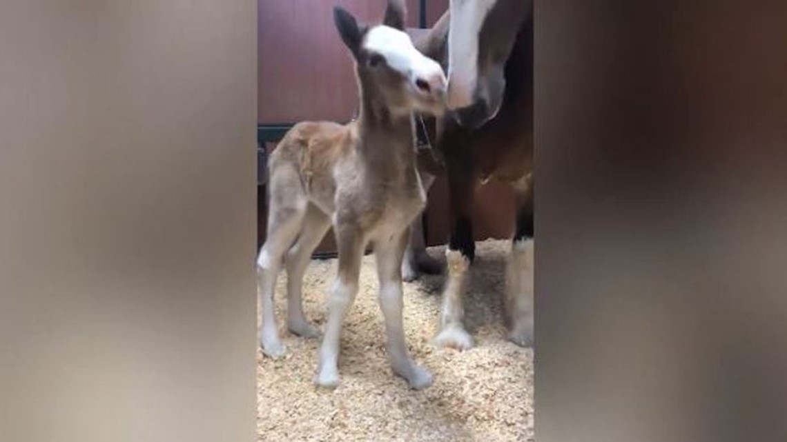 Budweiser Clydesdales breeding facility introduces Carly, the first ...